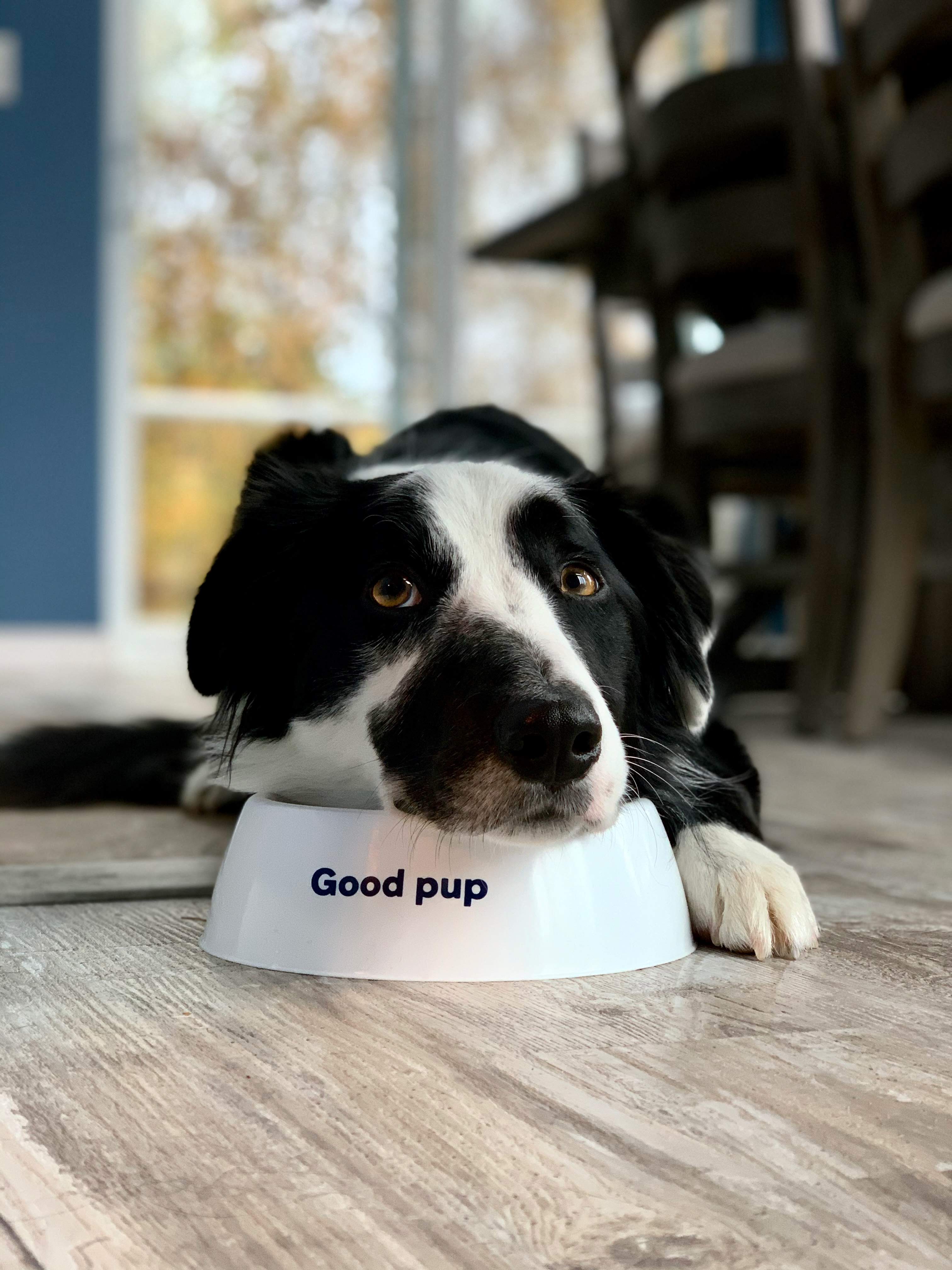 Guide to Dog-Friendly Vacations 2020 | Vacasa