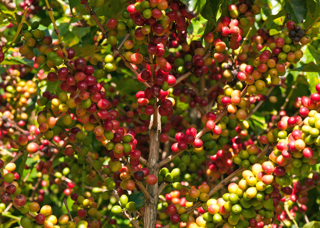 7 Costa Rica Coffee Tours that Will Elevate Your Palate | Vacasa
